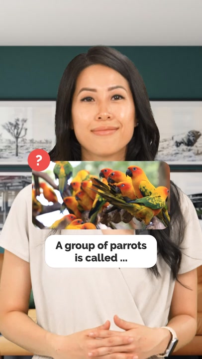 Collective Nouns for Birds - English Vocabulary Lesson
